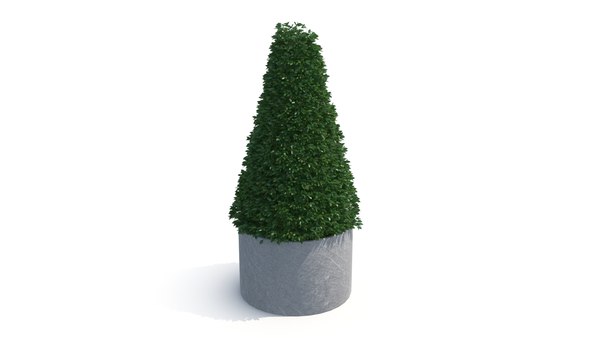 Buxus pyramid plant pot 3D - TurboSquid 1489557