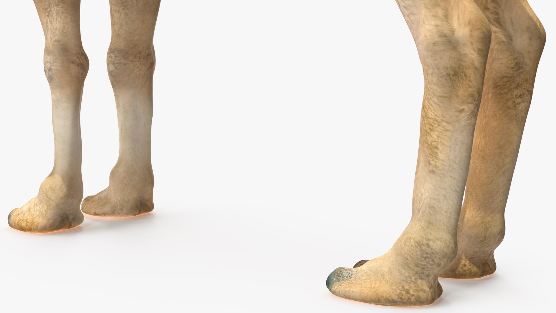 Bactrian Camel Light Colored Rigged For Cinema 4D 3D Model - TurboSquid ...