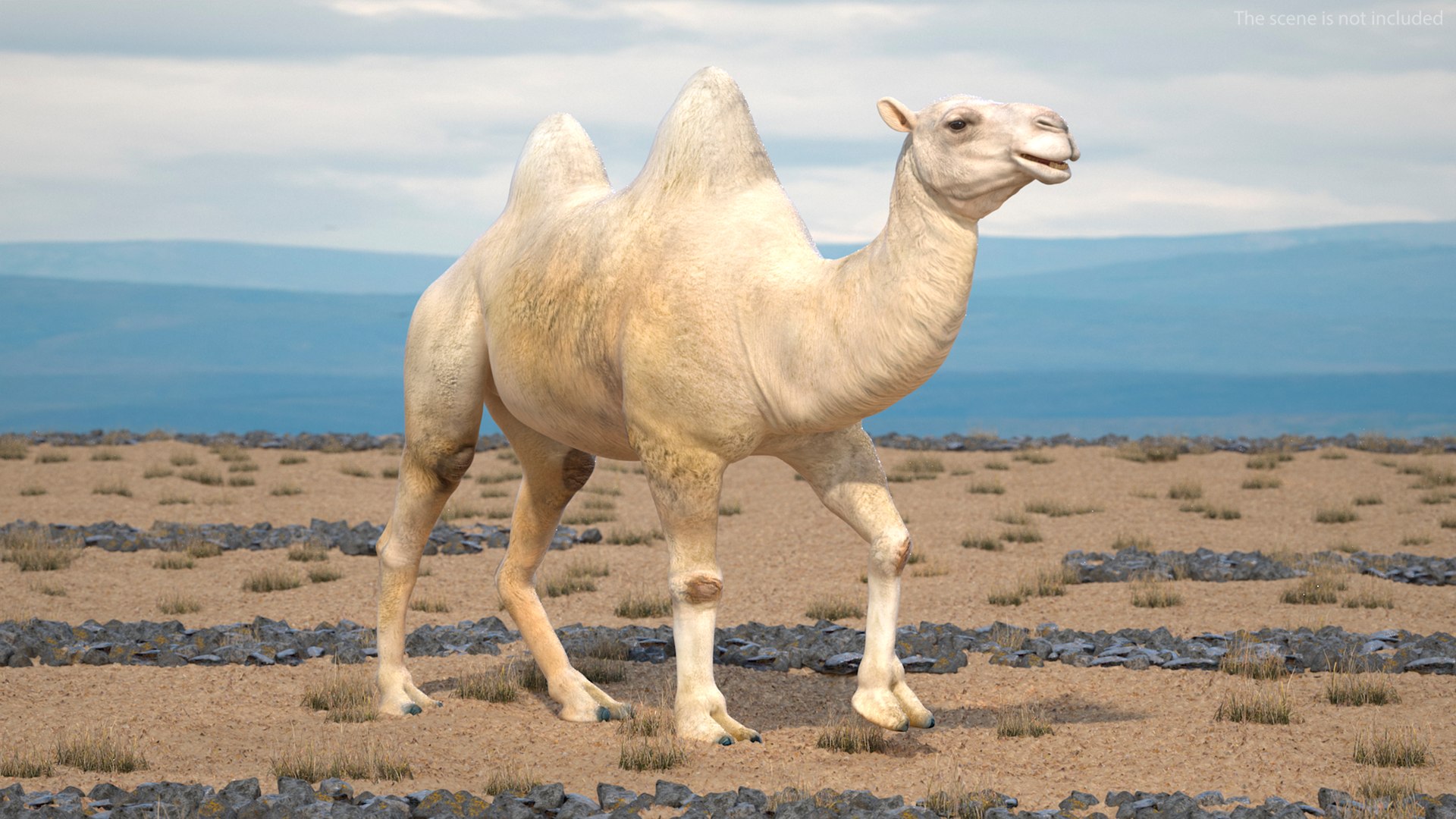 Bactrian Camel Light Colored Rigged For Cinema 4D 3D Model - TurboSquid ...