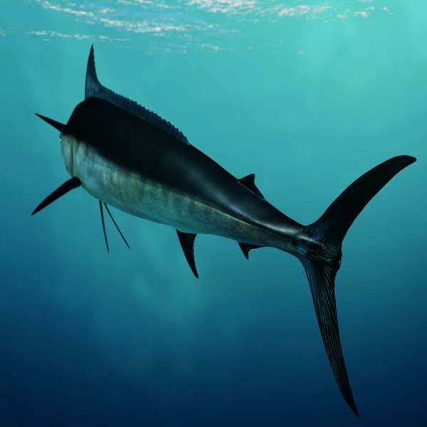 blue marlin obj