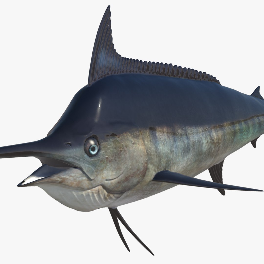 Blue Marlin Obj