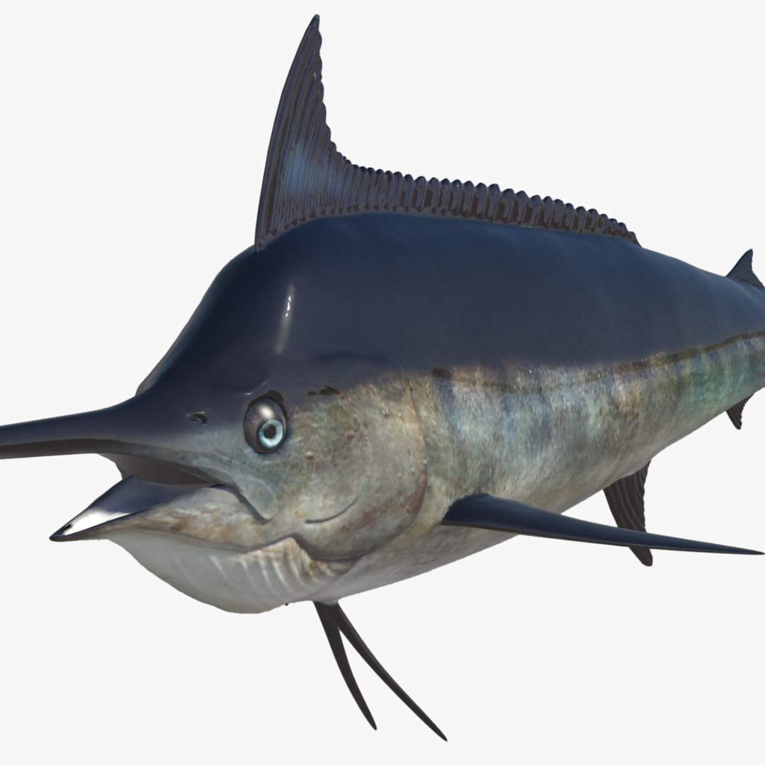blue marlin obj