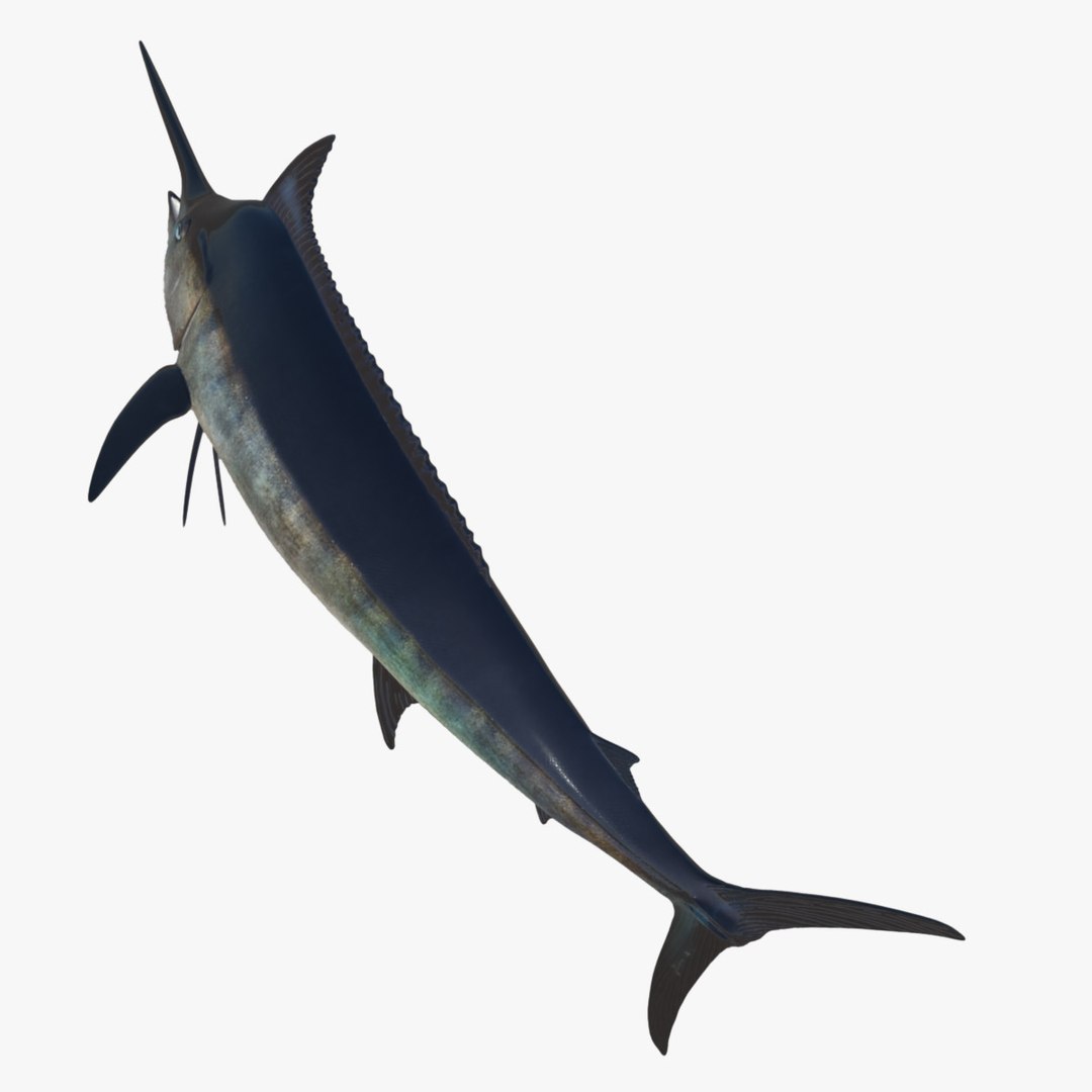 Blue Marlin Obj