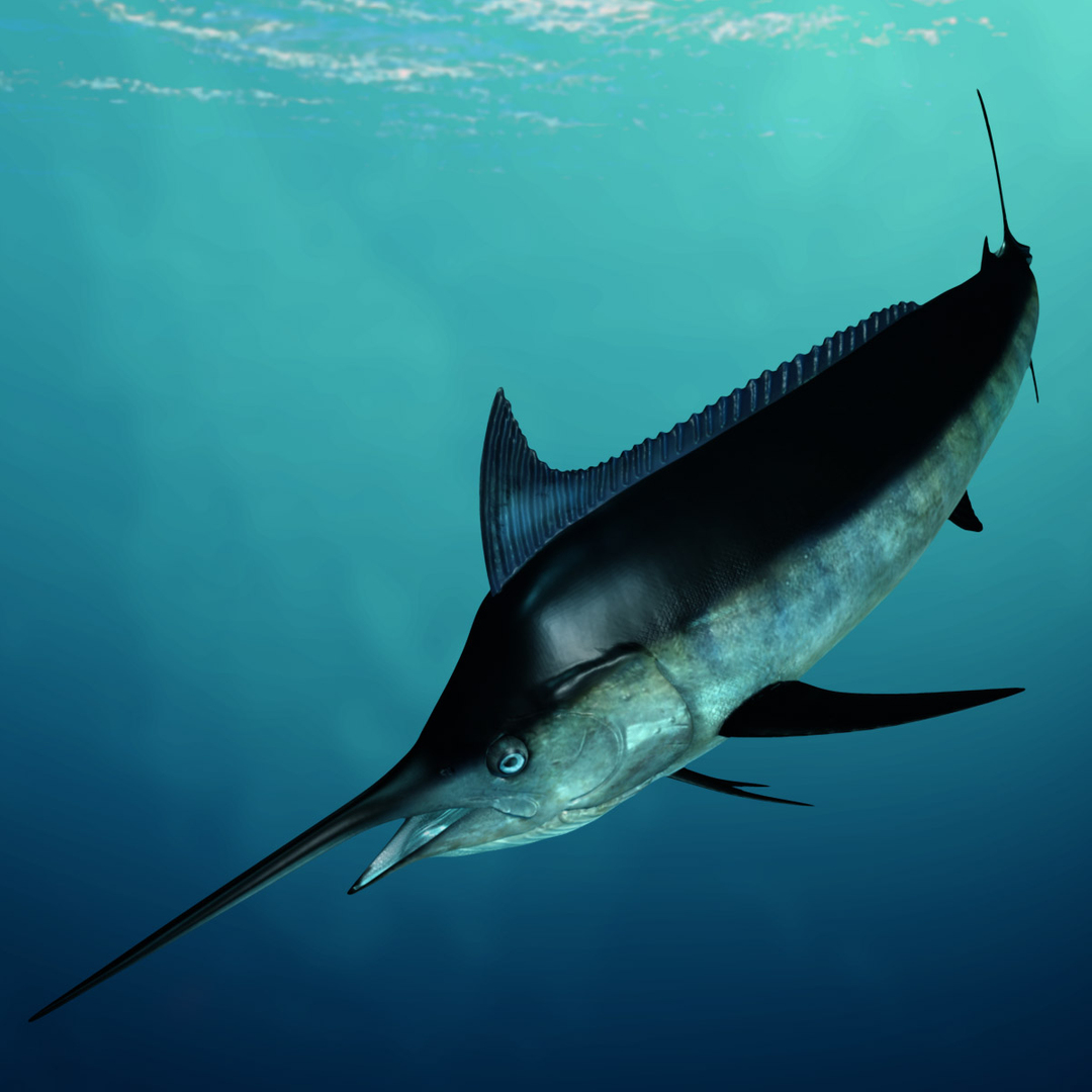 blue marlin obj