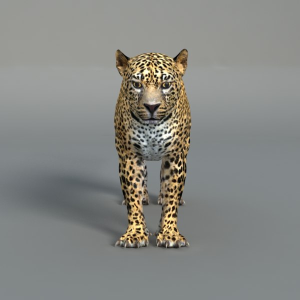 3D leopard modeled model - TurboSquid 1283705