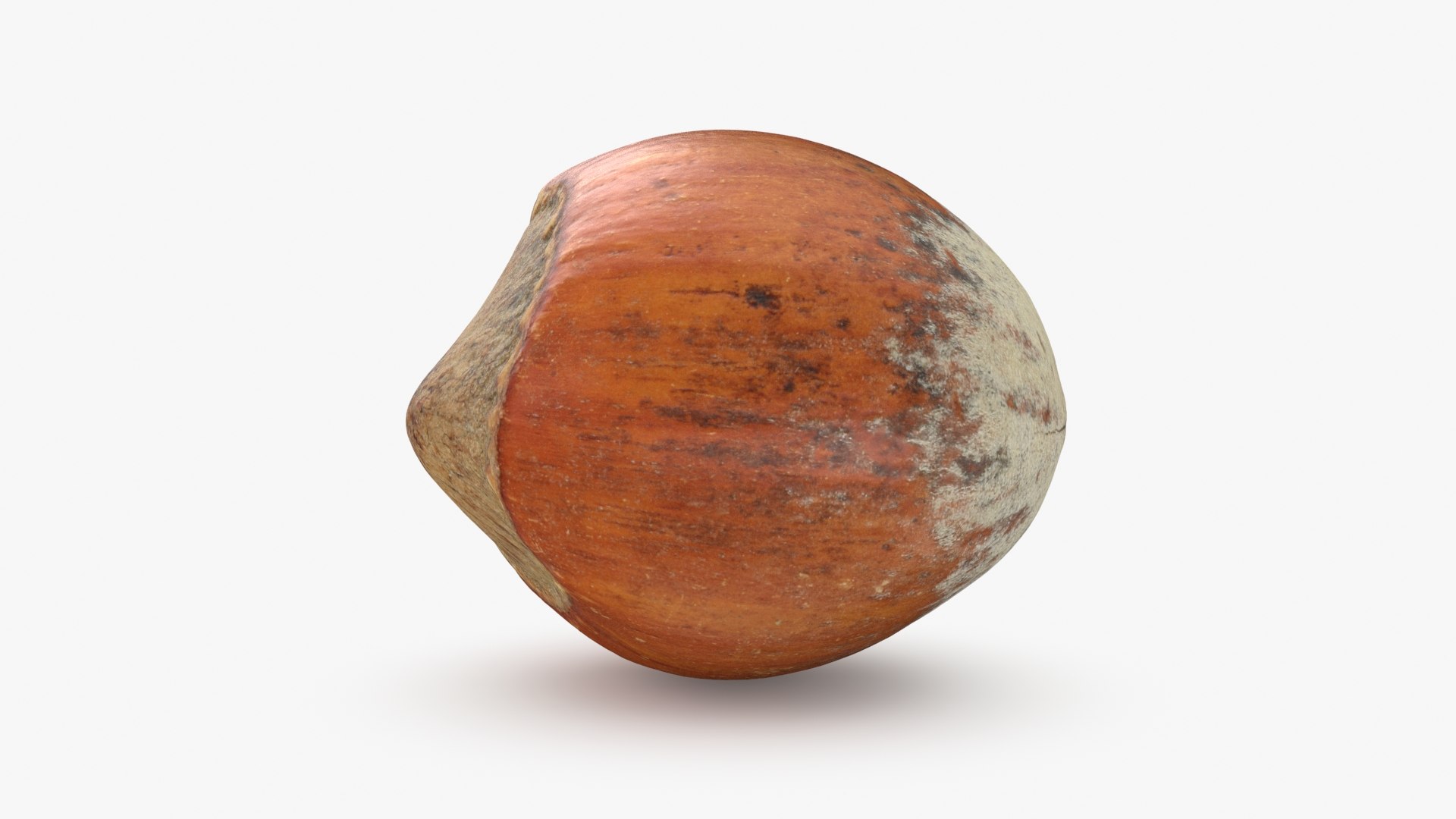 Hazelnut In Shell 01 3D - TurboSquid 2290453
