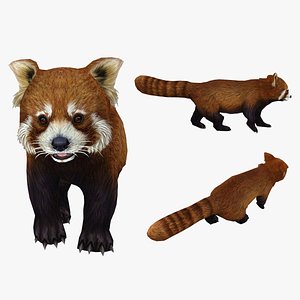 3D Red Panda Models - Browse & Download Formats - TurboSquid