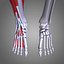 3d Human Leg Muscles Female Body