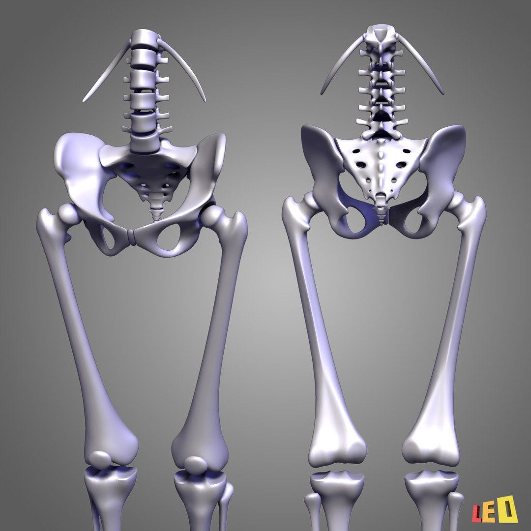3d Human Leg Muscles Female Body