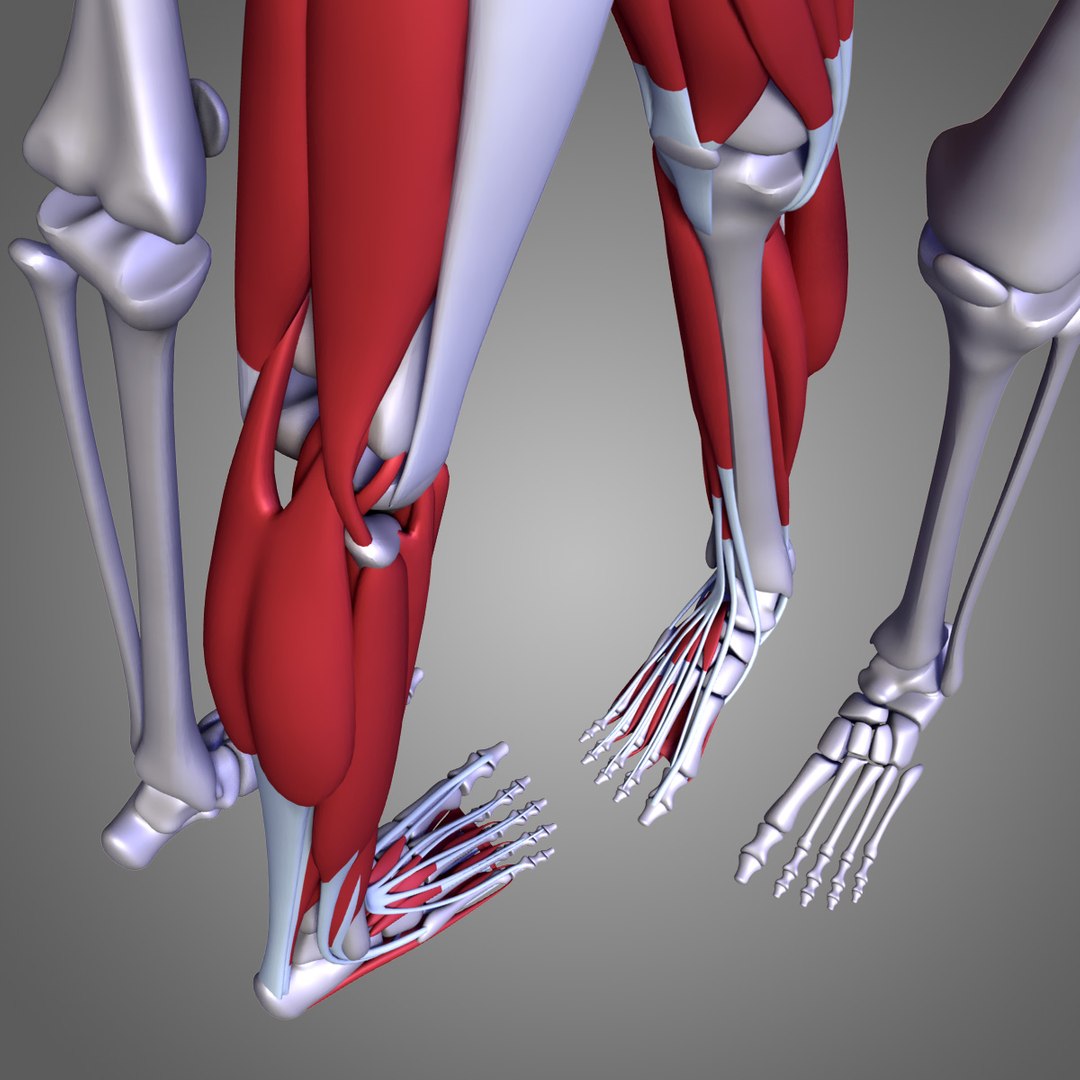 3d Human Leg Muscles Female Body