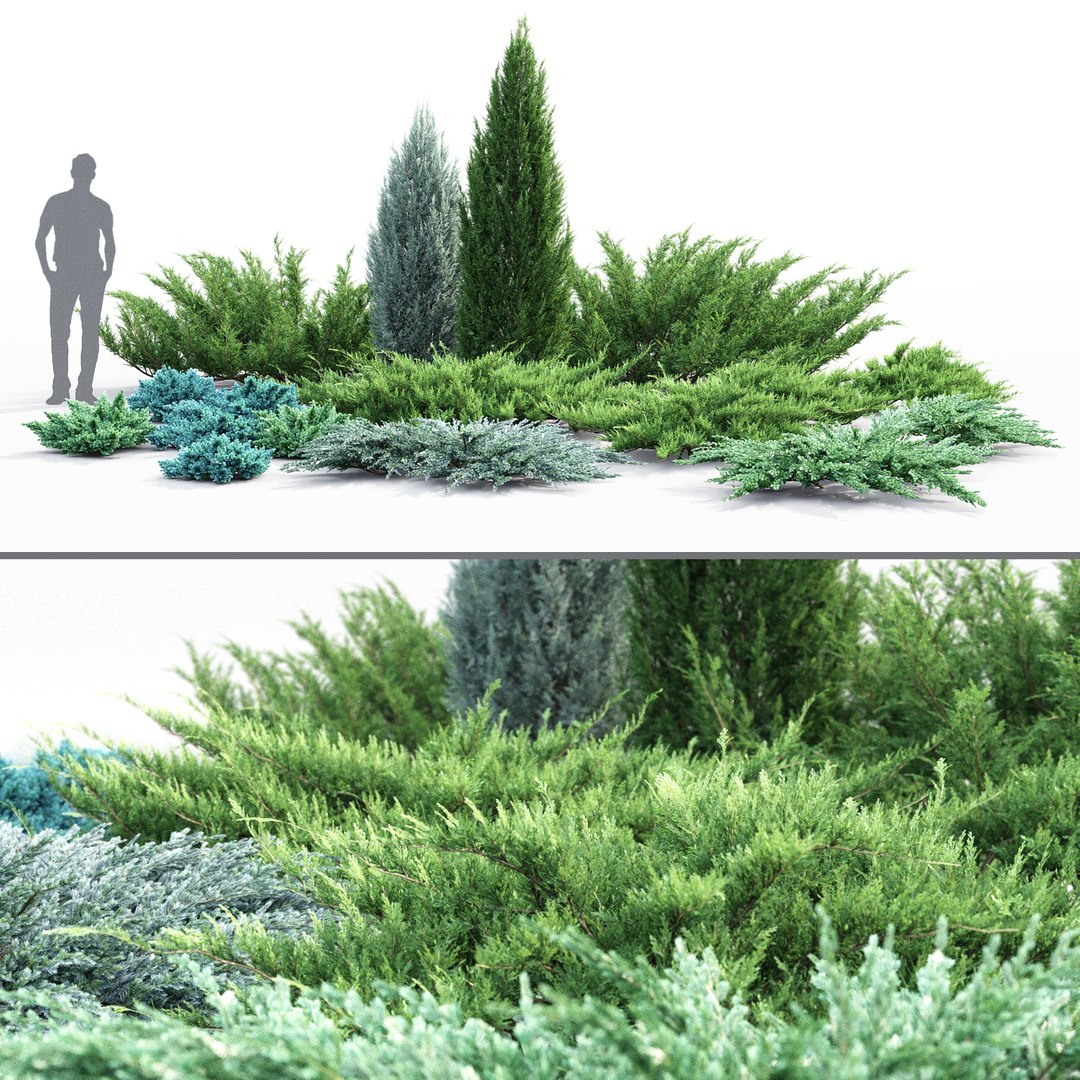 3D Juniper Juniperus 01 - TurboSquid 1379200