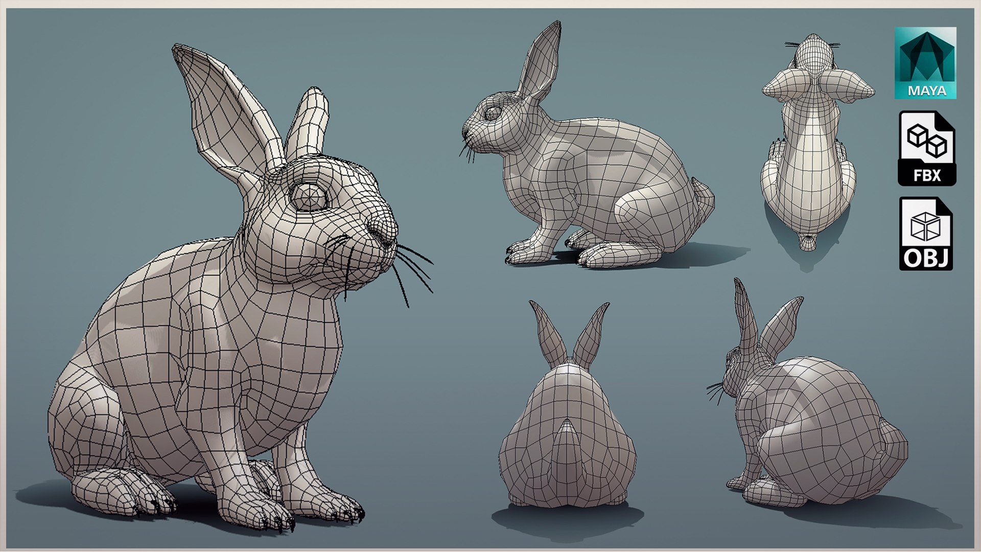 Rabbbit model - TurboSquid 2096596