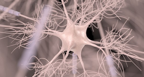 Motoric neuron 3D - TurboSquid 1216411