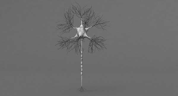 Motoric neuron 3D - TurboSquid 1216411