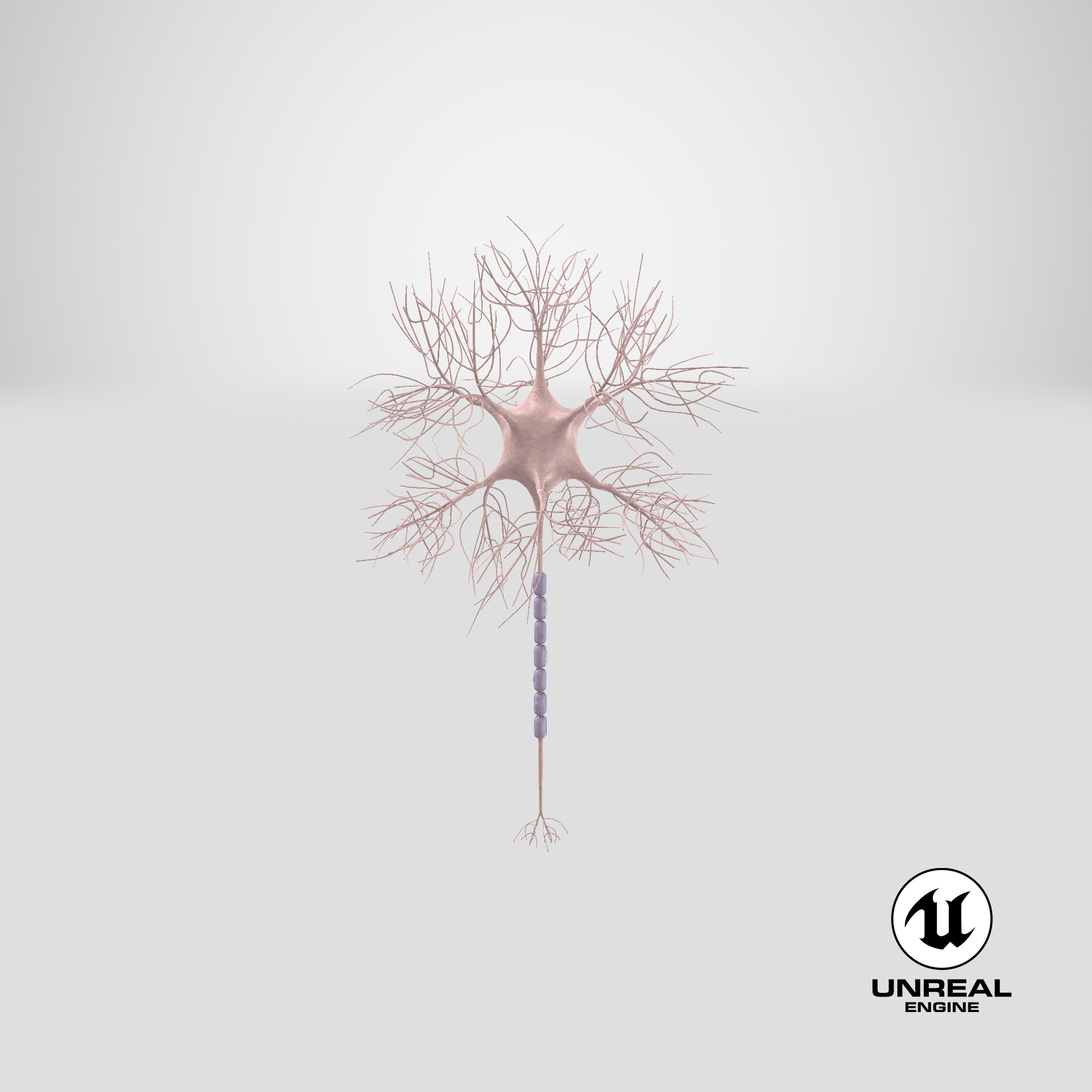 Motoric neuron 3D - TurboSquid 1216411