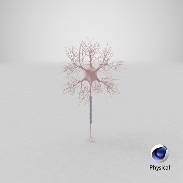 Motoric neuron 3D - TurboSquid 1216411