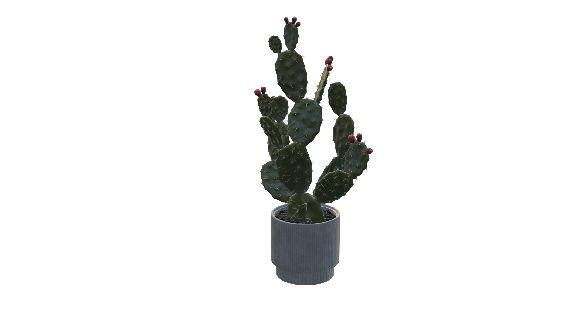 3D Cactus In A Pot 3D Model - TurboSquid 2305115
