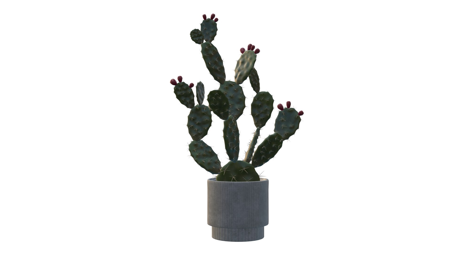 3D Cactus In A Pot 3D Model - TurboSquid 2305115