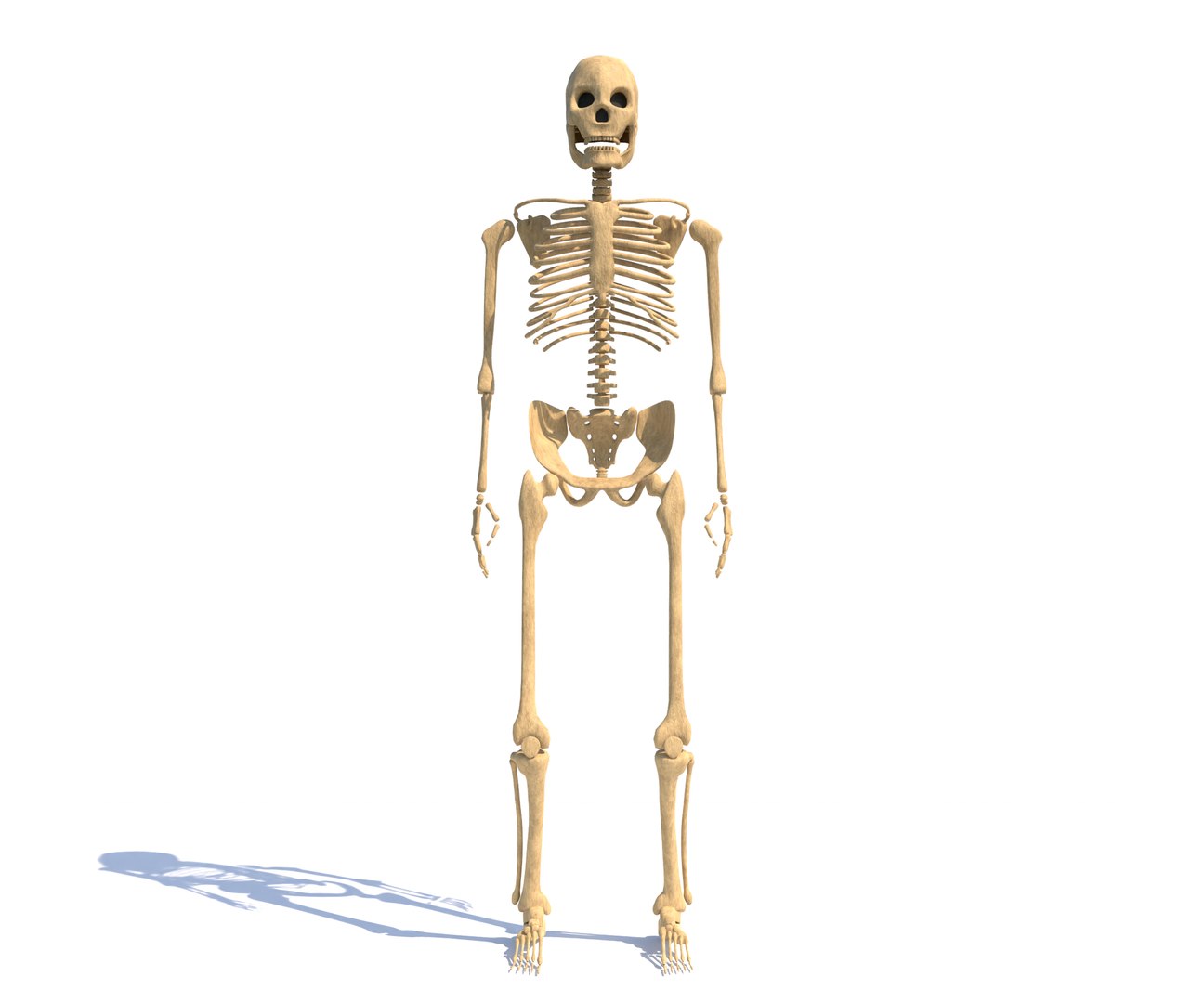 Skeleton Model - TurboSquid 2071890