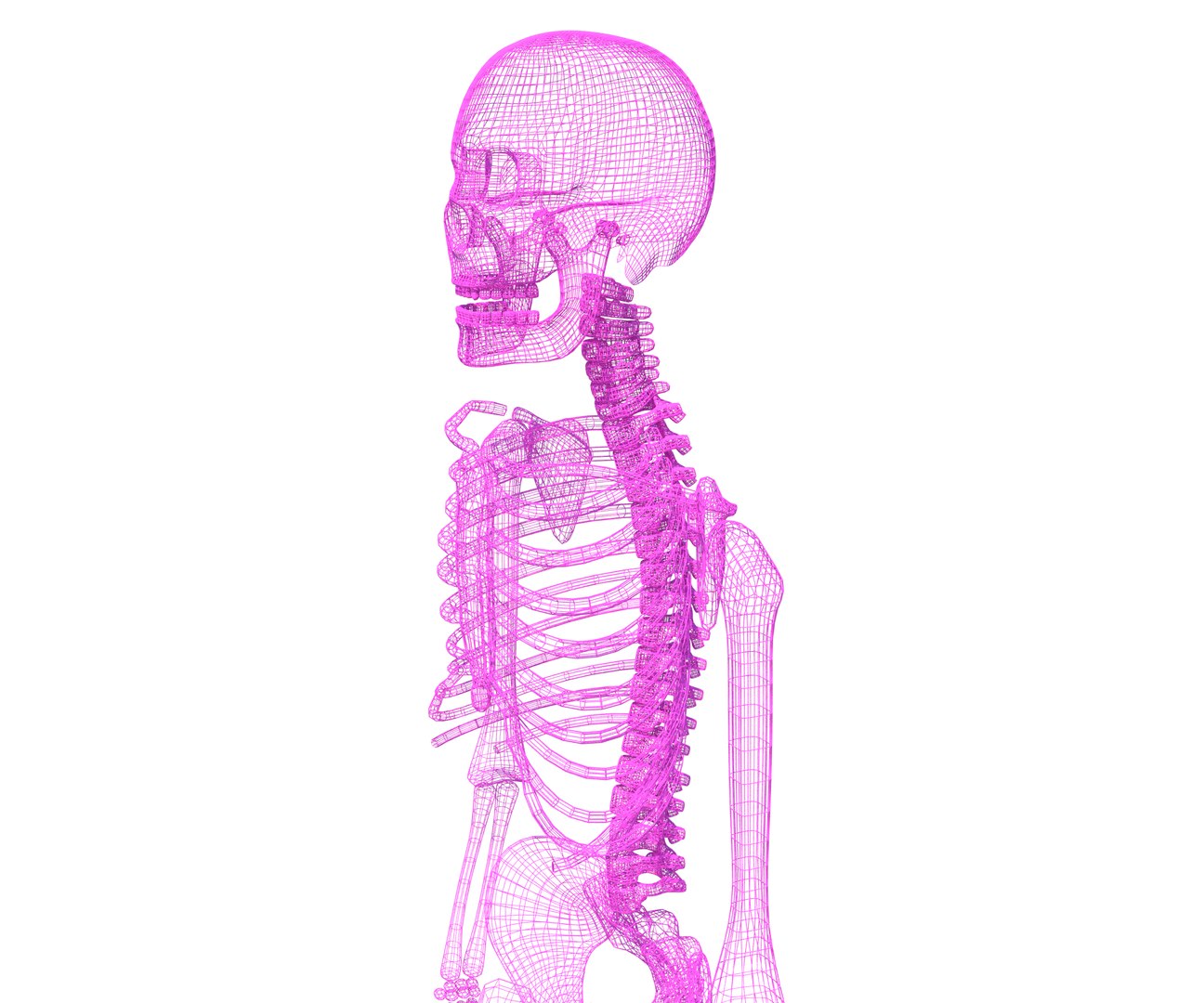 Skeleton Model - TurboSquid 2071890