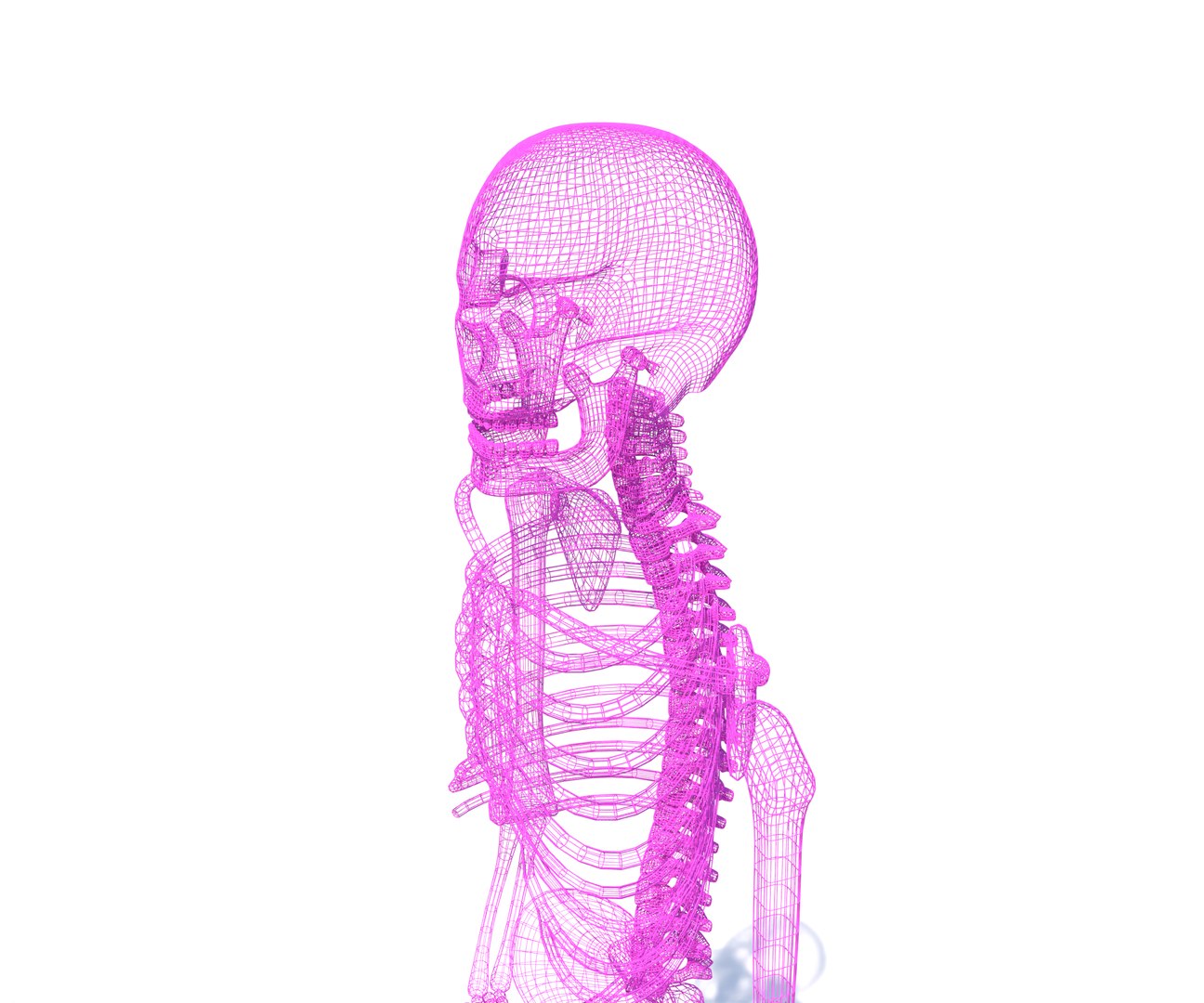 Skeleton Model - TurboSquid 2071890