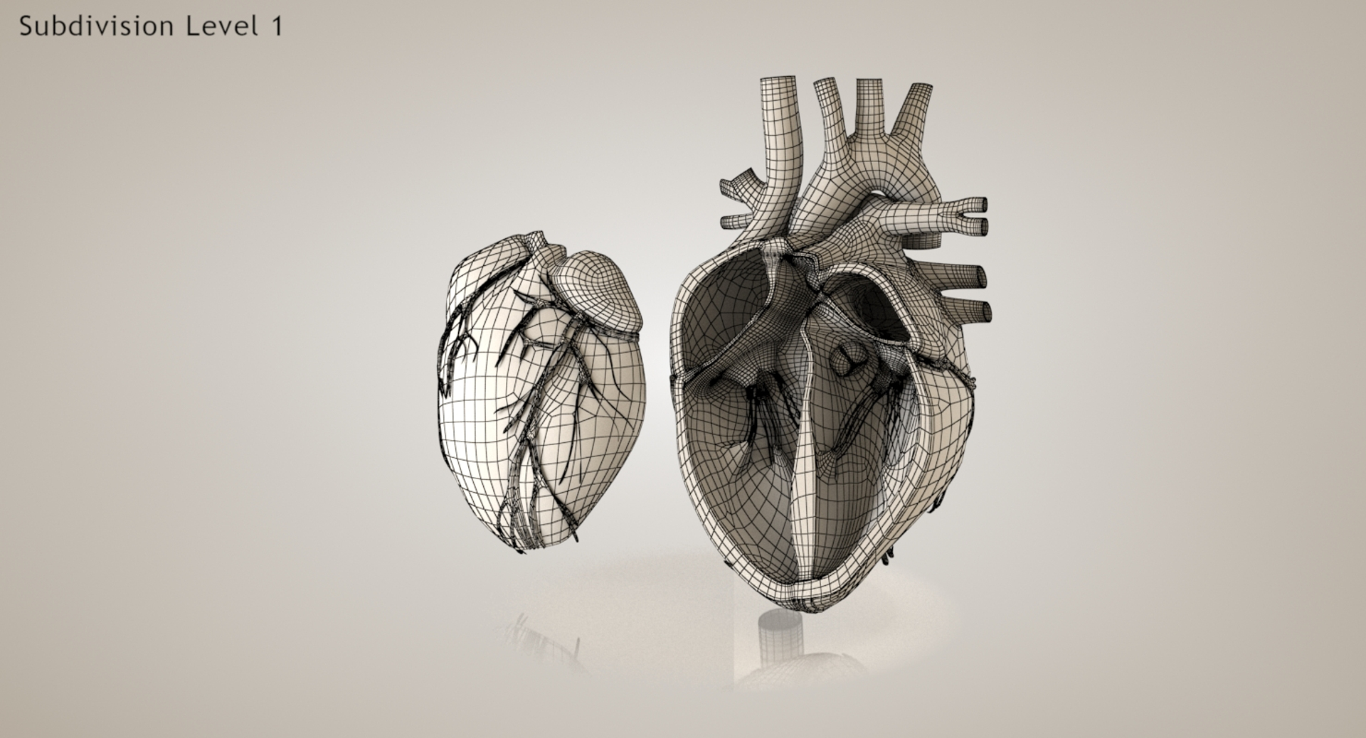 3D Model Heart Anatomical Cross Section - TurboSquid 1424032