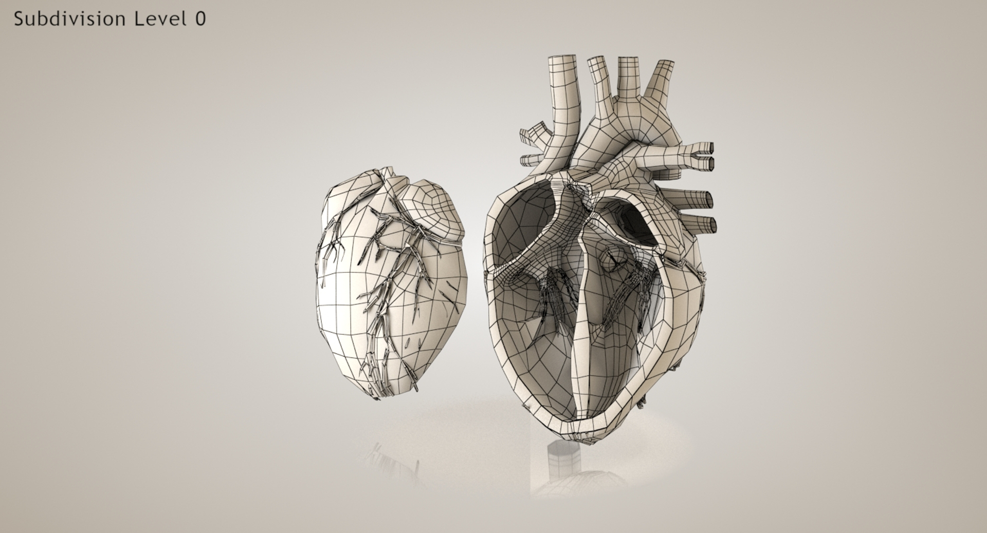 3D Model Heart Anatomical Cross Section - TurboSquid 1424032