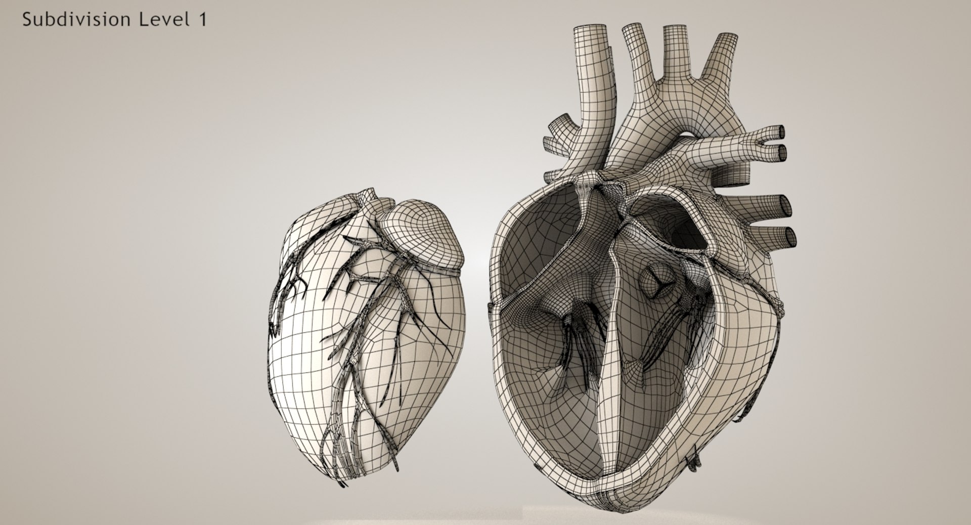 3D Model Heart Anatomical Cross Section - TurboSquid 1424032