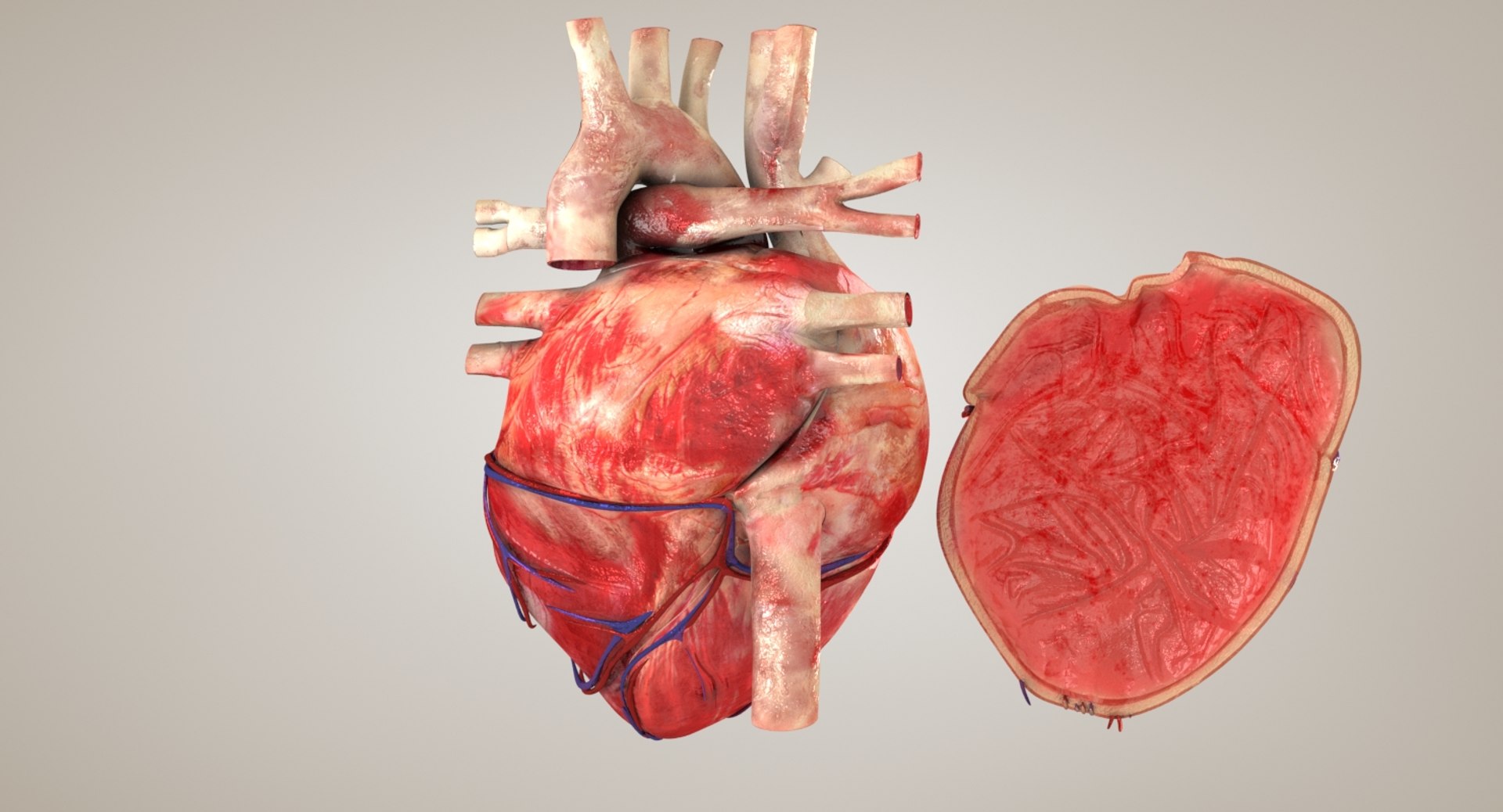 3D Model Heart Anatomical Cross Section - TurboSquid 1424032