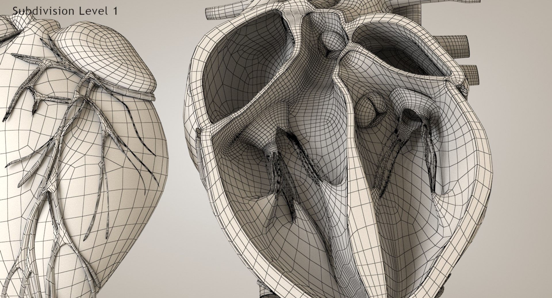 3D Model Heart Anatomical Cross Section - TurboSquid 1424032