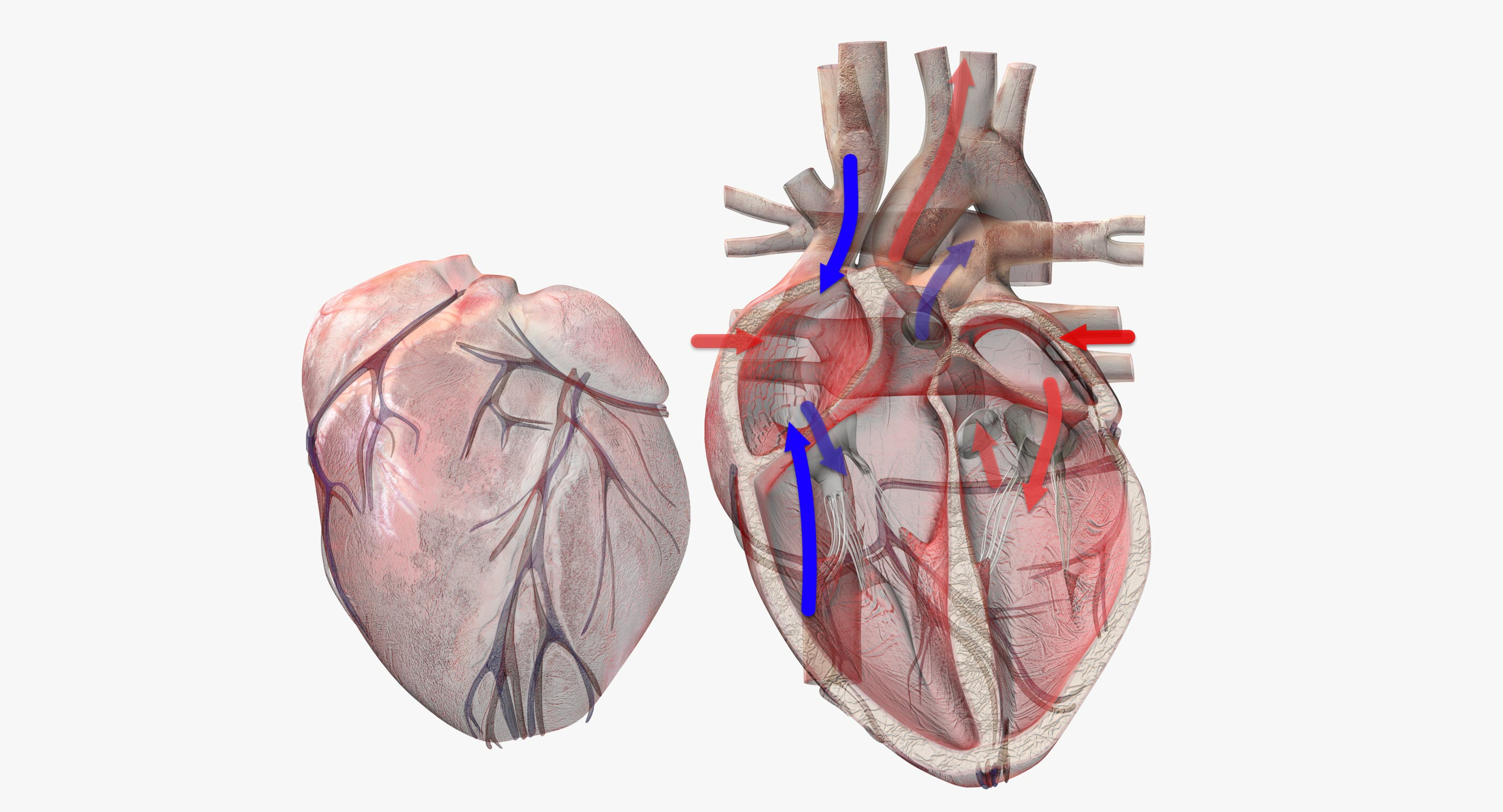 3D model heart anatomical cross section - TurboSquid 1424032