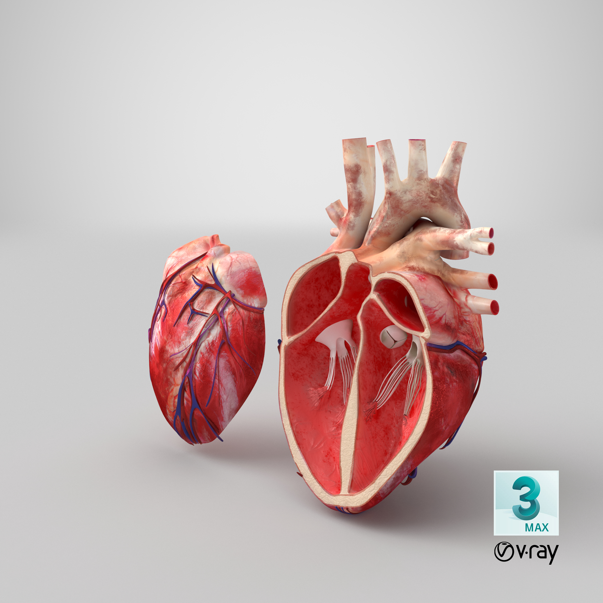 3D model heart anatomical cross section - TurboSquid 1424032