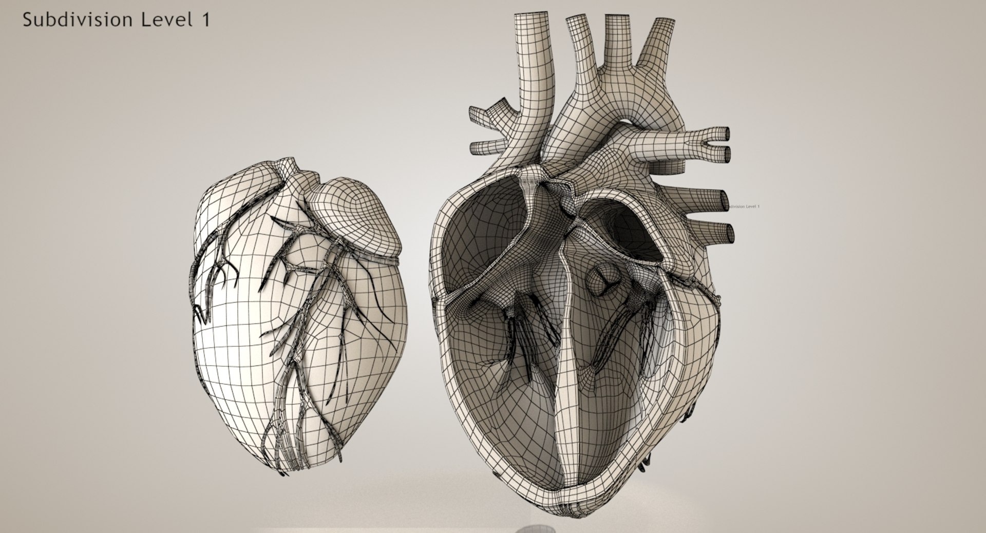 3D Model Heart Anatomical Cross Section - TurboSquid 1424032