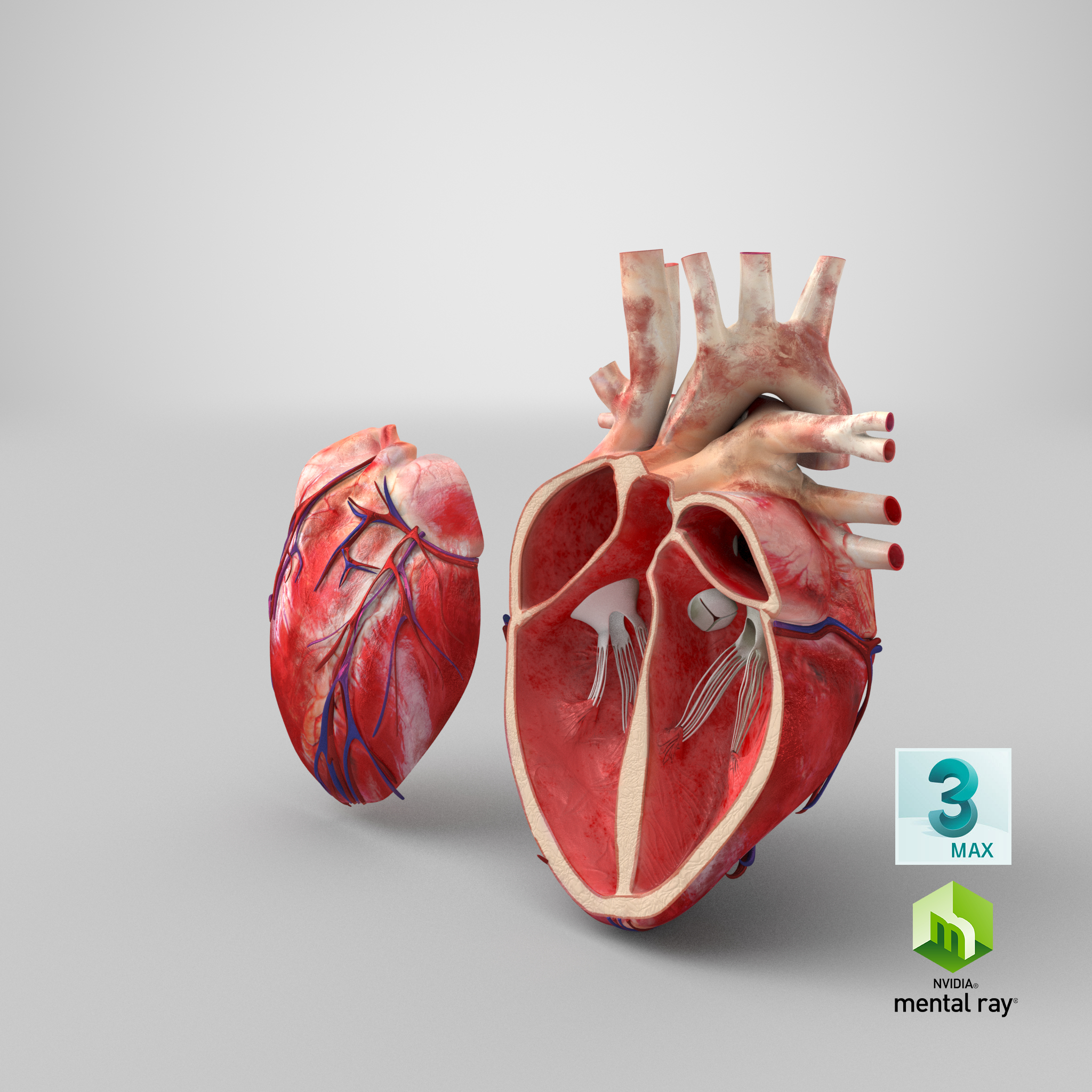 3D model heart anatomical cross section - TurboSquid 1424032