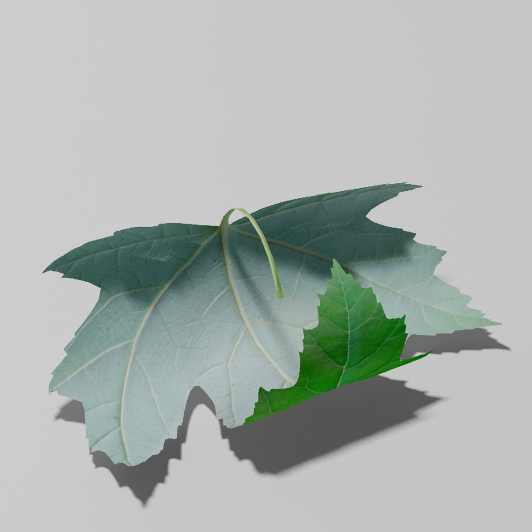 Sycamore Maple Leaf Trees 3d Max