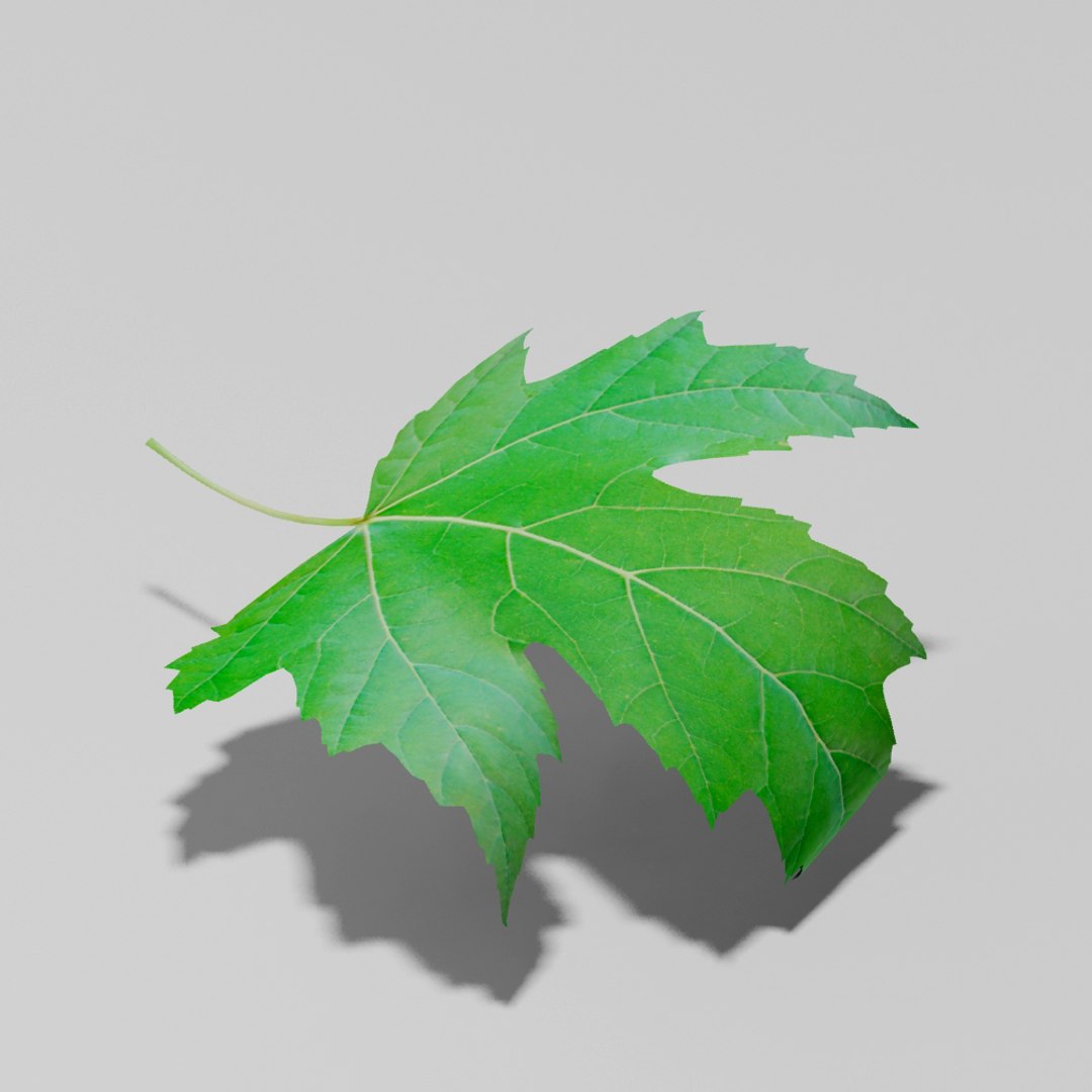 Sycamore Maple Leaf Trees 3d Max