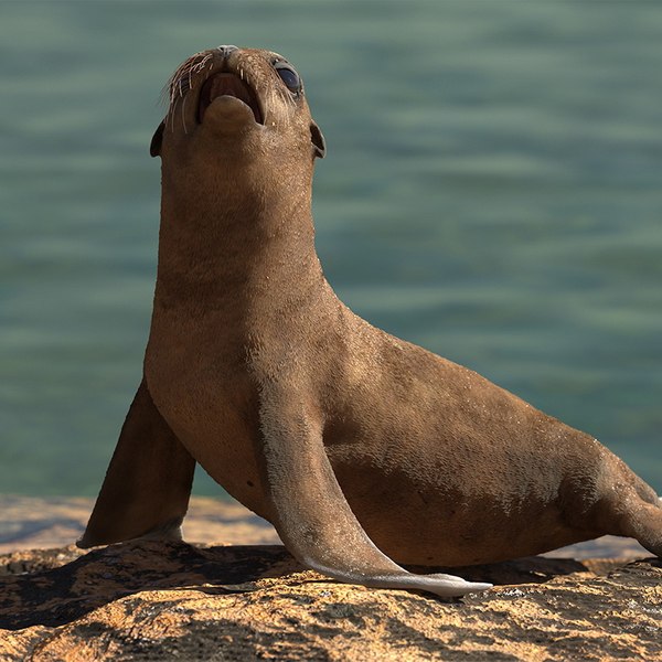 modelo 3d Baby Sea Lion aparejado para Cinema 4D - TurboSquid 1479059
