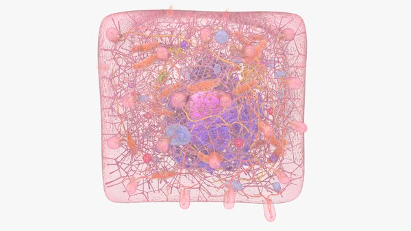 3D Animal Cell model - TurboSquid 1762649