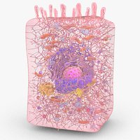 3D model lymphocyte t-cell b-cell - TurboSquid 1267406