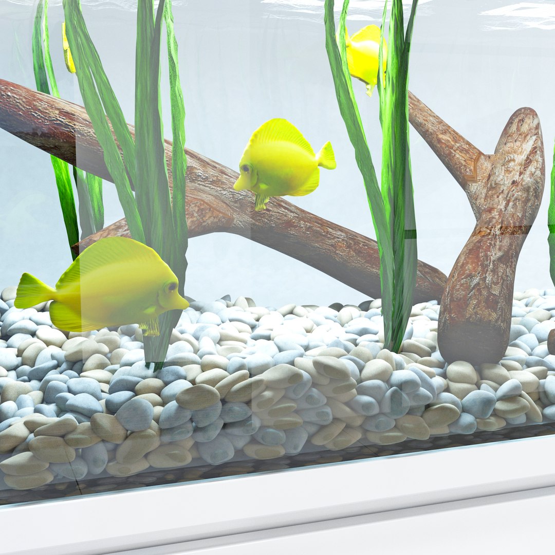 Marine Aquarium 3d Model