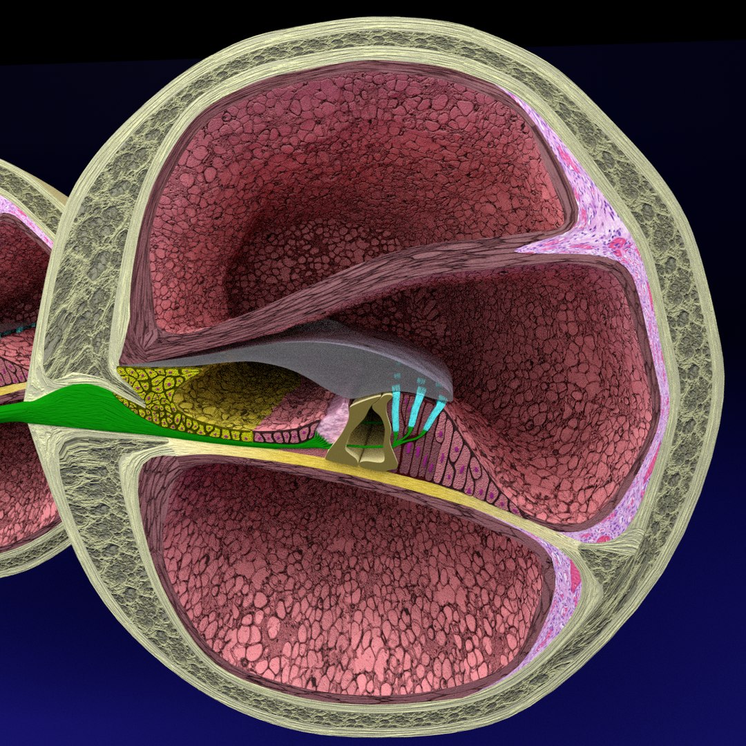 Inner Ear Organ Cochlear 3D - TurboSquid 1612690