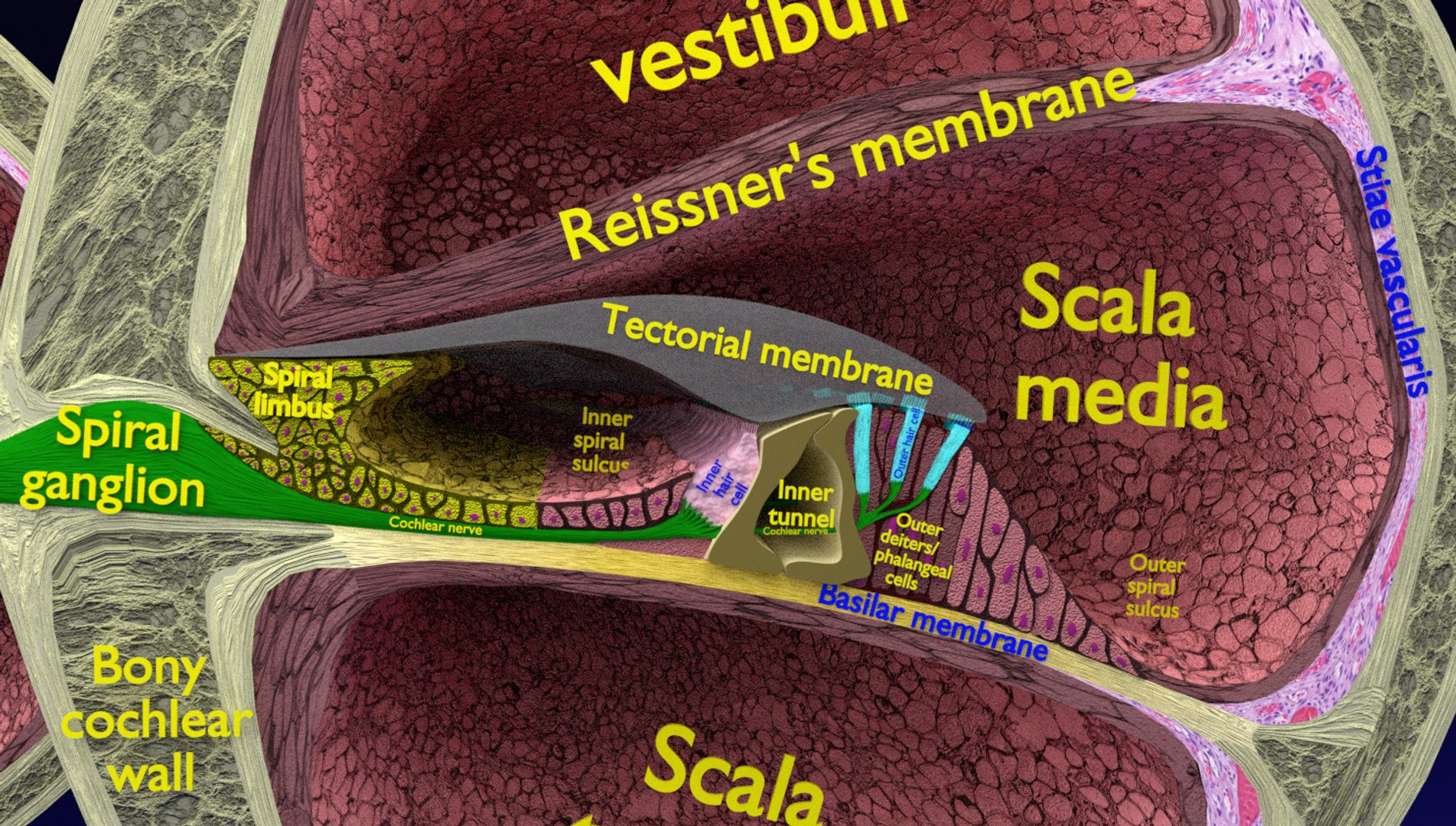 Organ Of Corti Anatomy