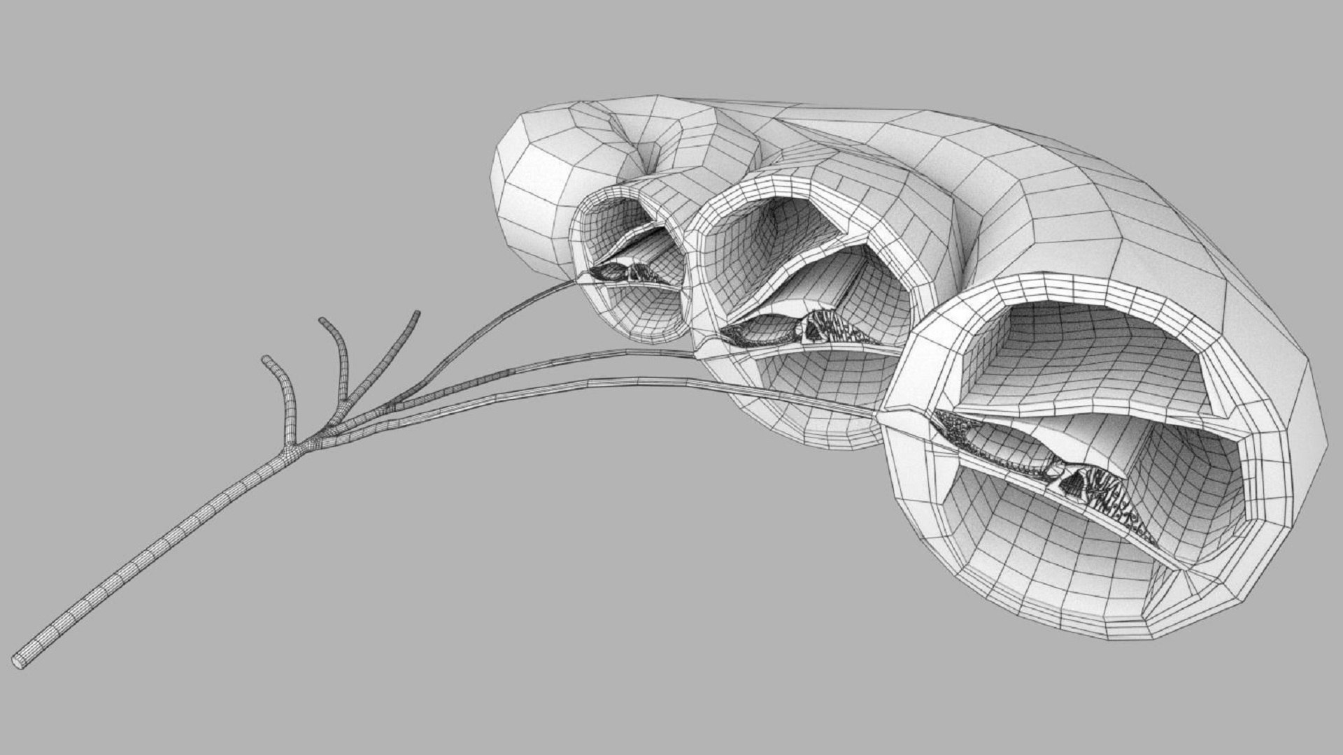 Inner Ear Organ Cochlear 3D - TurboSquid 1612690
