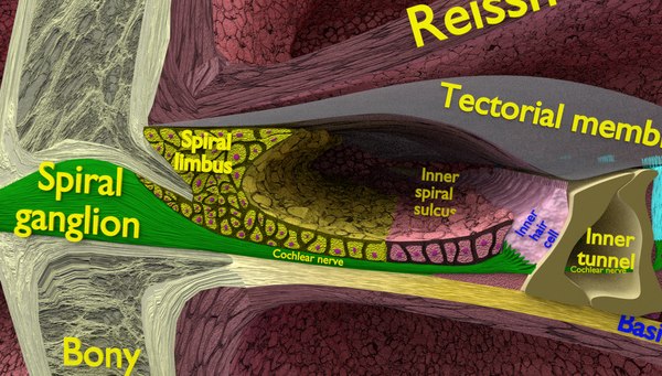 modelo 3d Órgano del conducto coclear de corti - TurboSquid 1612690