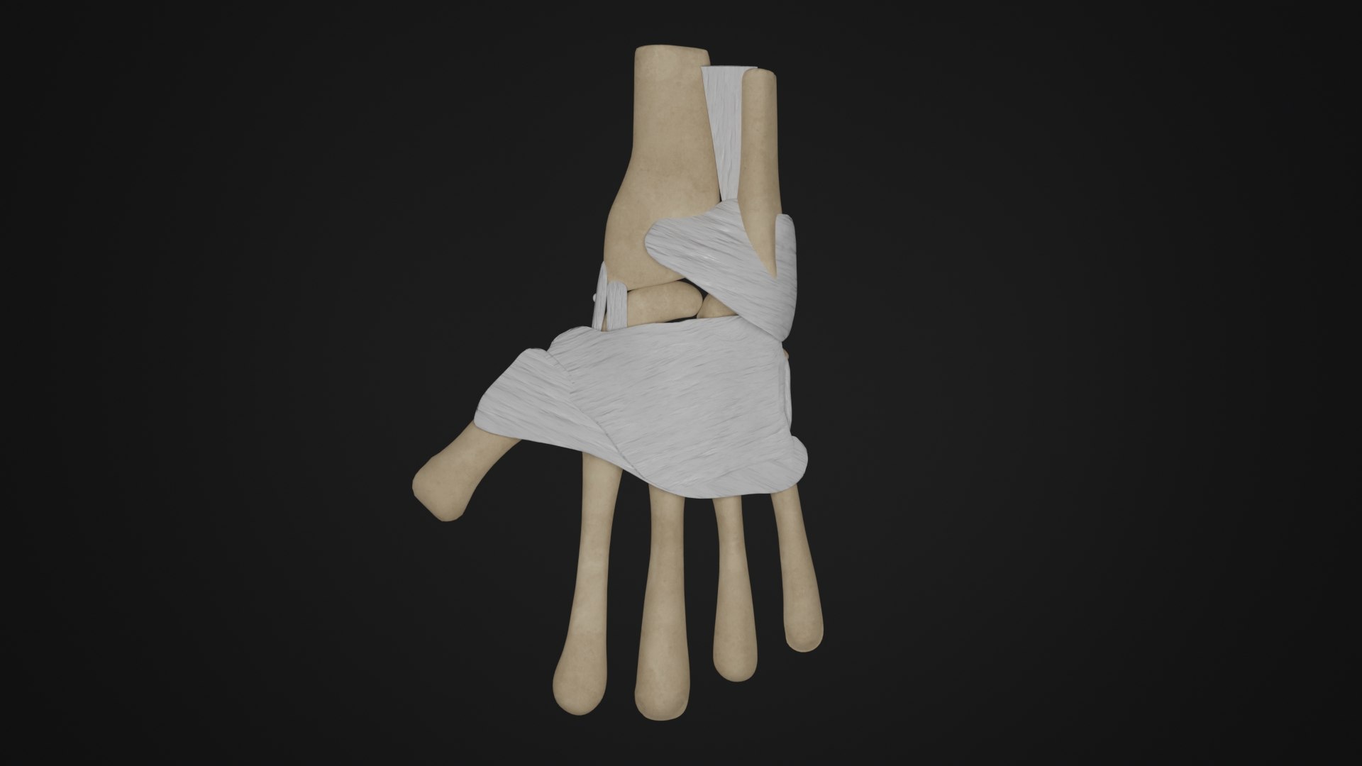 Human Anatomy-Upper Limb Wrist Nomenclature 3D Model - TurboSquid 2229697