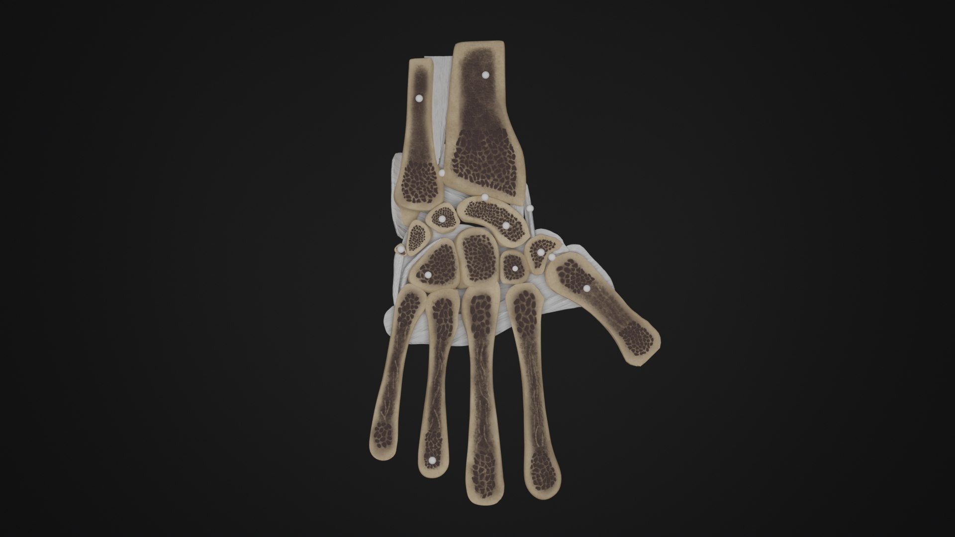 Human Anatomy-Upper Limb Wrist Nomenclature 3D Model - TurboSquid 2229697