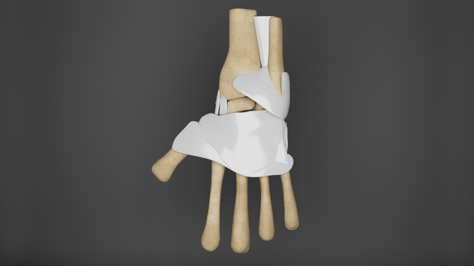 Human Anatomy-Upper Limb Wrist Nomenclature 3D Model - TurboSquid 2229697