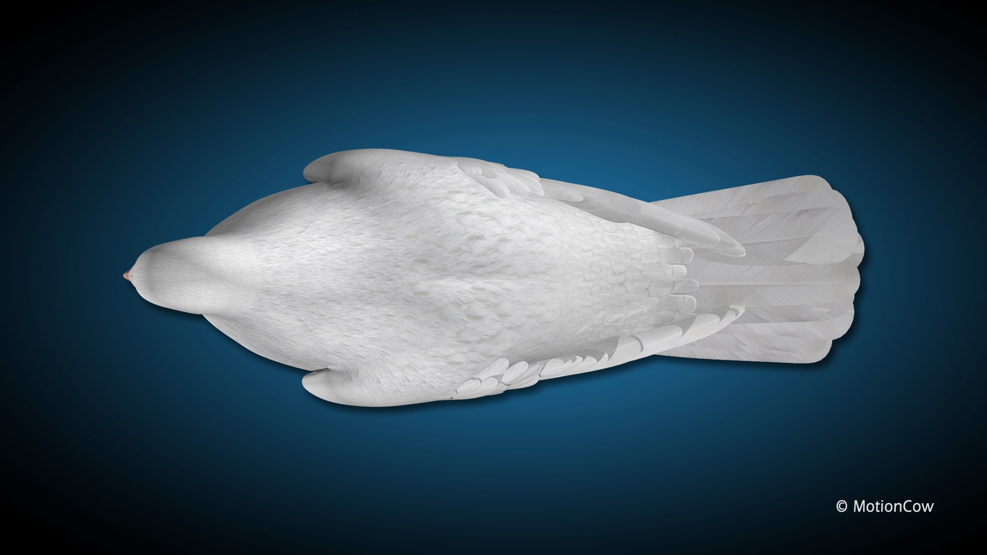 Realistic Dove Wings Folded 3d Obj