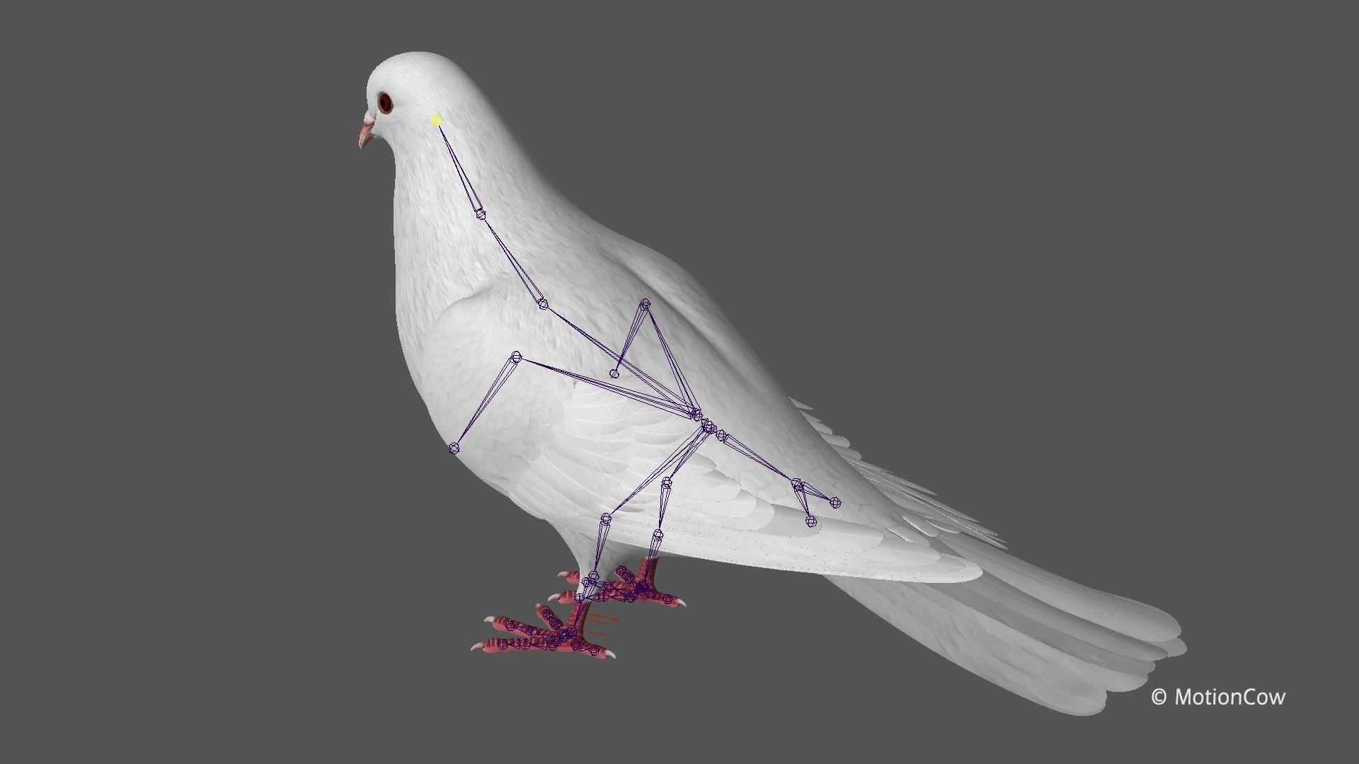 Realistic Dove Wings Folded 3d Obj