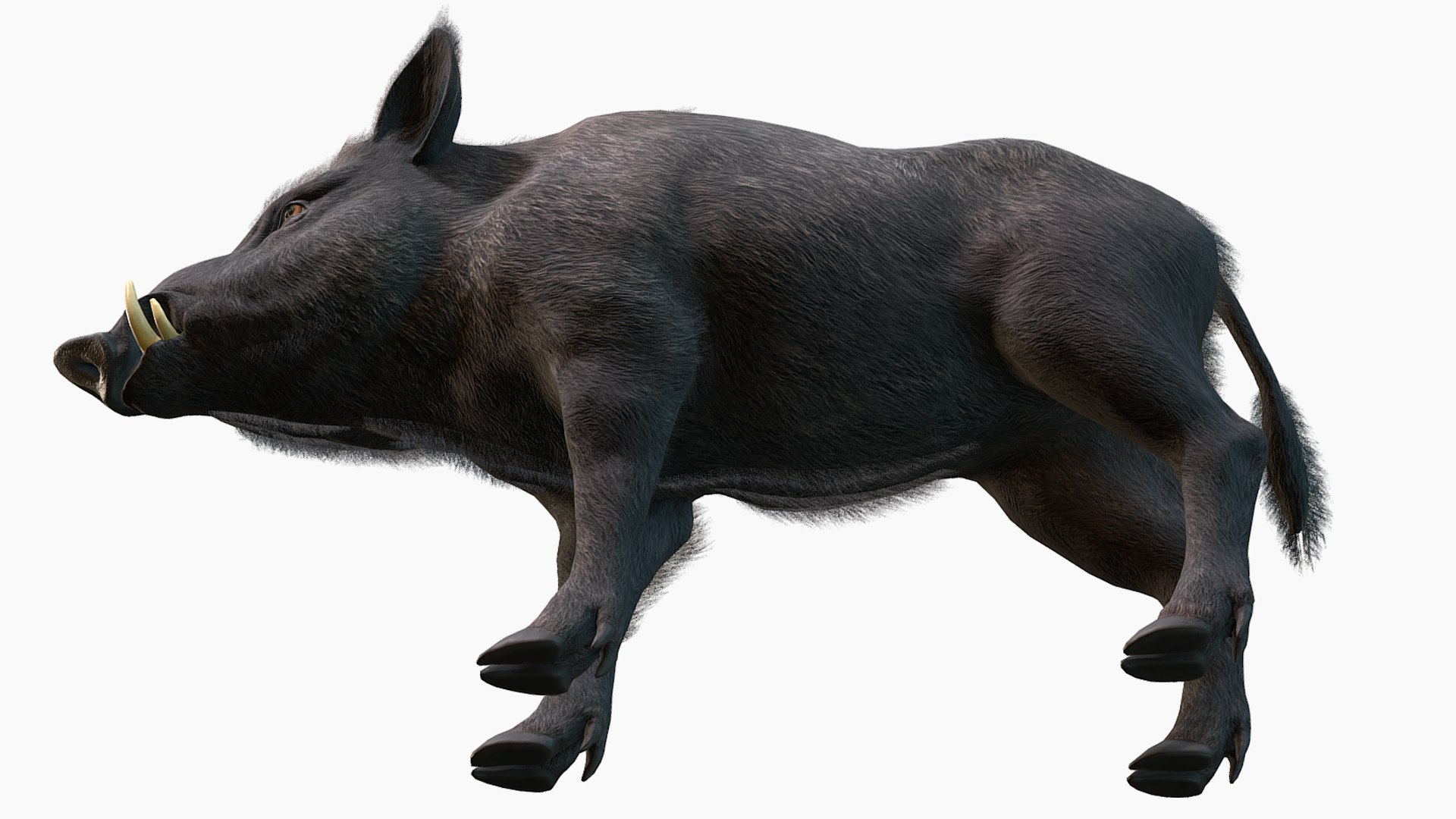 3D Wild Boar - Male - TurboSquid 2085758